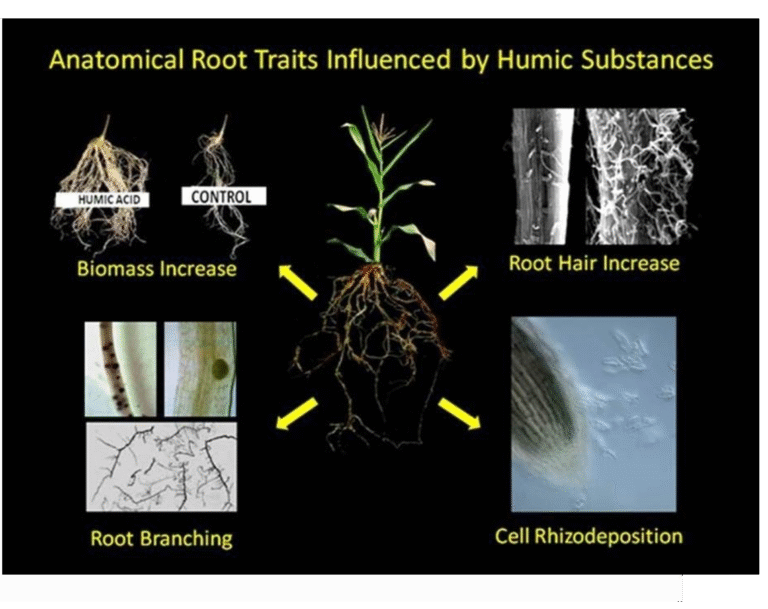Efficacy of Supreme AG on Root and Plant Growth Part 3A - Impact Fusion ...